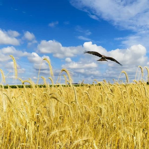 Collège public Charles de Gaulle